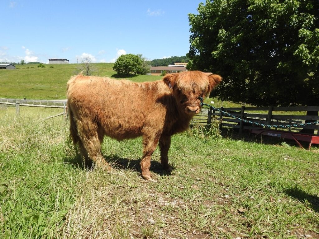 Highlands For Sale - Elm Hollow Farm