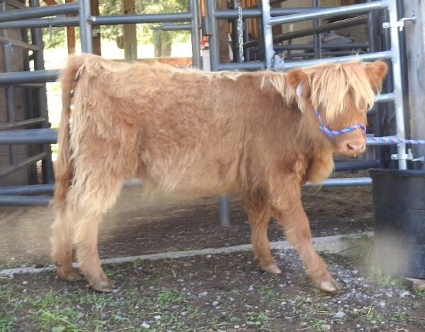 Highlands For Sale - Elm Hollow Farm