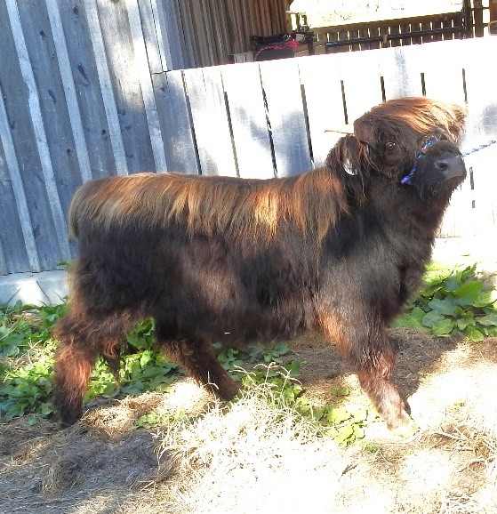 Highland Steer Calf for Sale - Elm Hollow's Mirk - Elm Hollow Farm