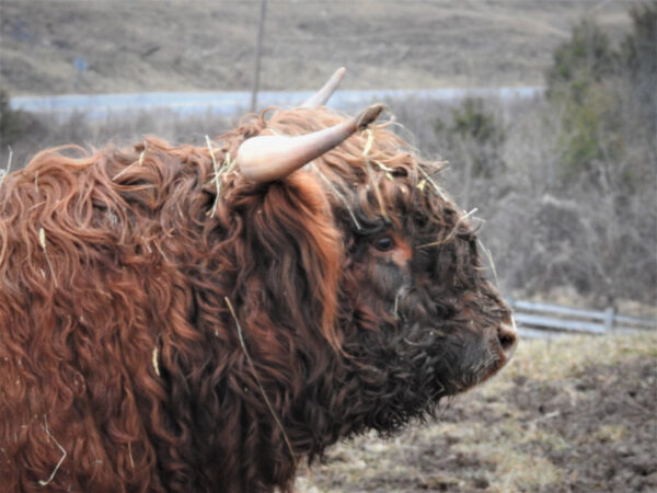Highland Cattle Breeders in Treadway, Tennessee - Elm Hollow Farm ...