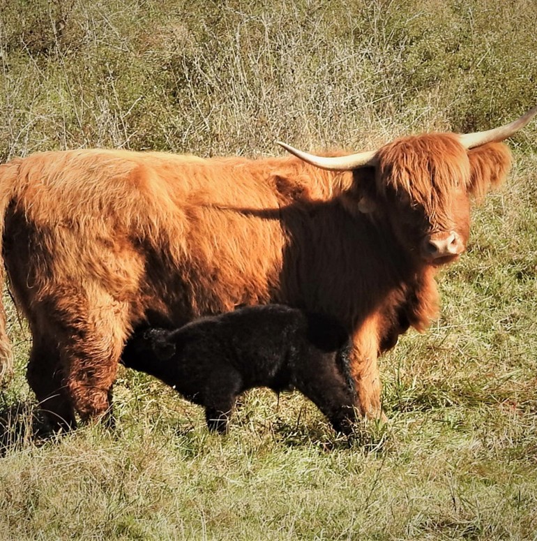 Highland Cow for Sale - WKA Annie Get Your Gun - Elm Hollow Farm